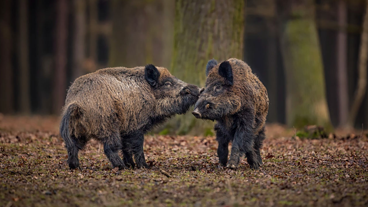 US states where feral hog damage is getting harder for landowners to ignore