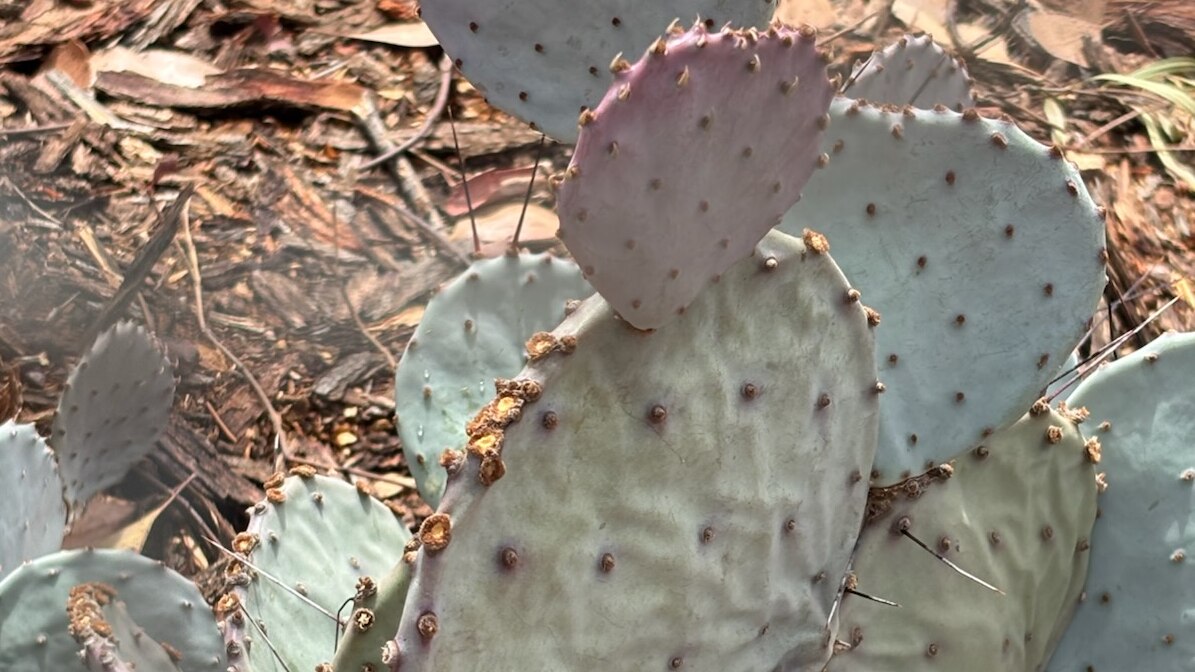 Cacti confiscated from home garden over fears of another 'prickly pear ...