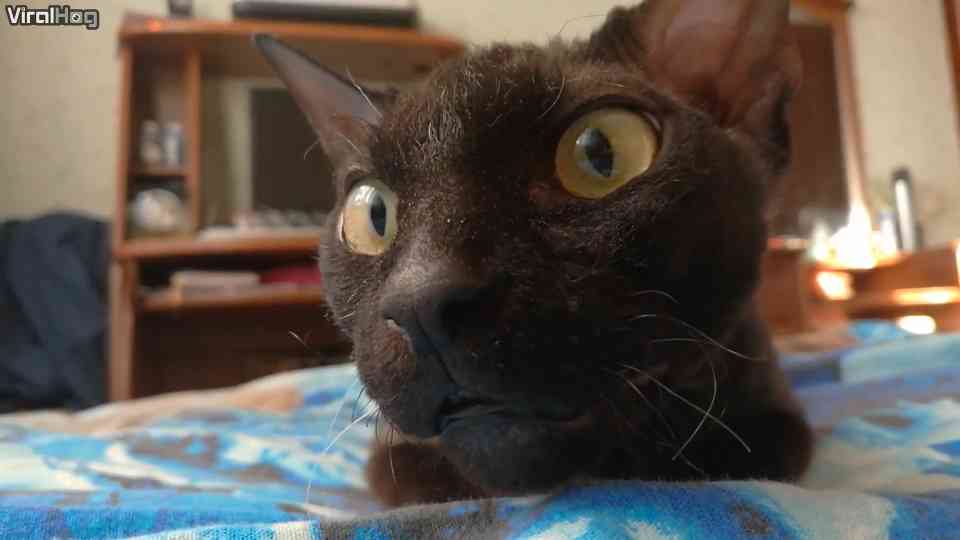 Cat gives a funny wake-up call