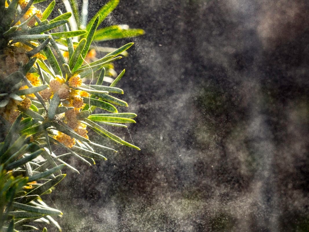 High pollen levels in GA arise as spring ramps up