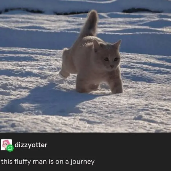 30 cat memes every cat lover can relate to