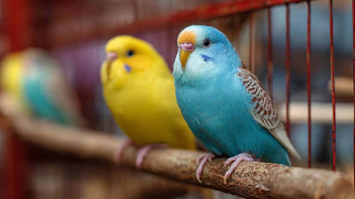 Why proper perches are essential for bird health comfort and long-term ...
