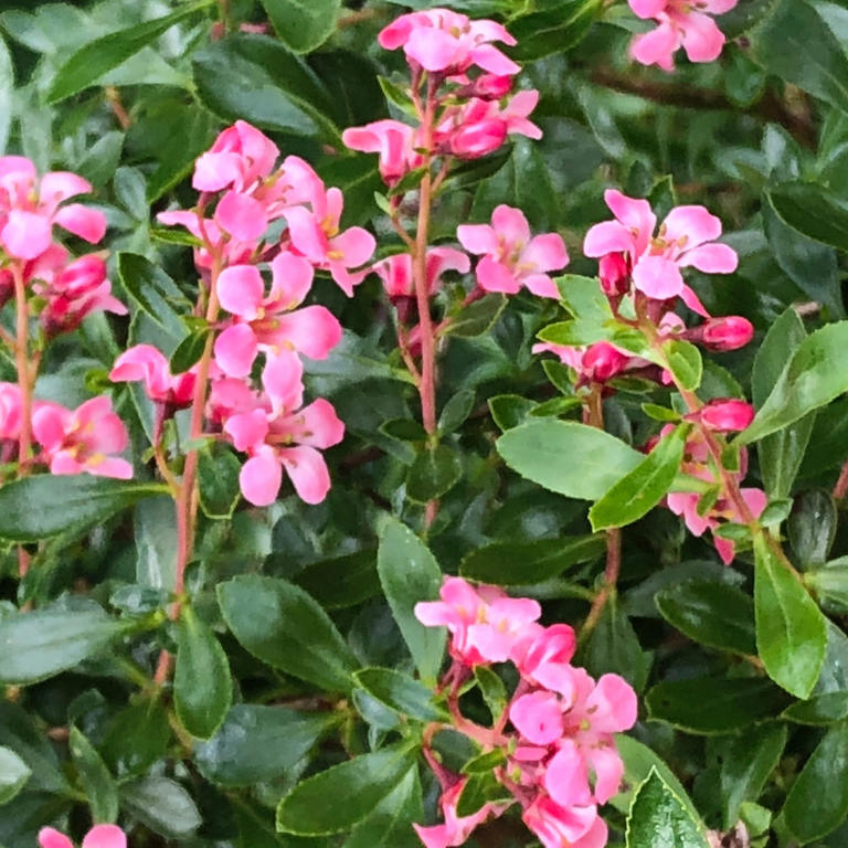 These are the flowering plants to grow for privacy that will provide a ...