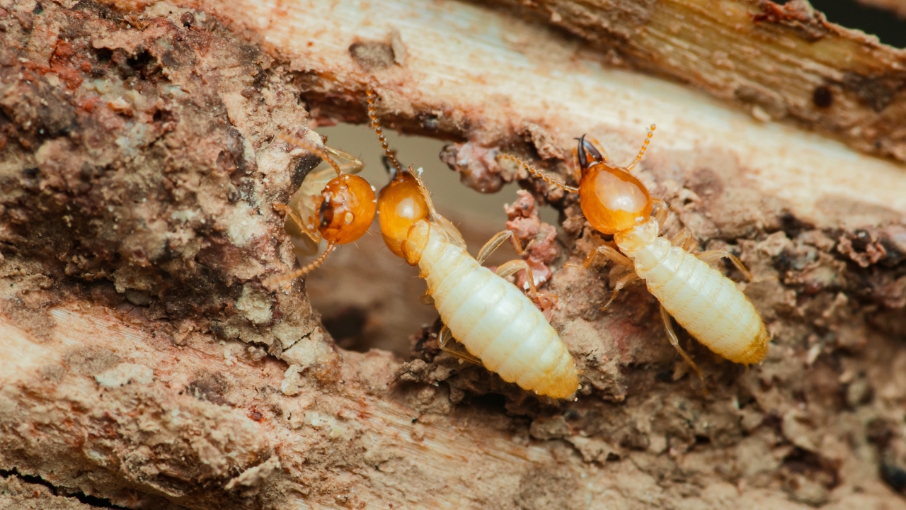 10 spring pest problems that start small and get out of control