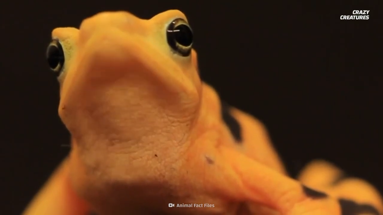 Watch what happens when a cute face hides a dangerous bite
