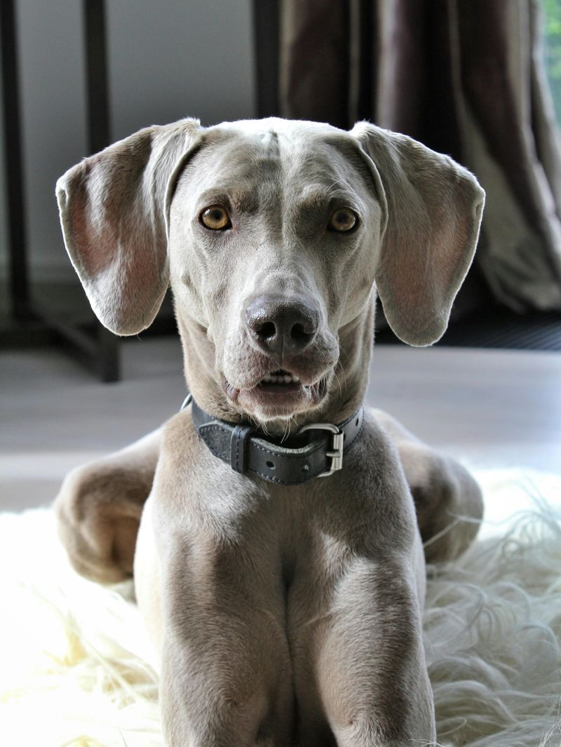 15 dog breeds that look calm, classy and completely in control at all times