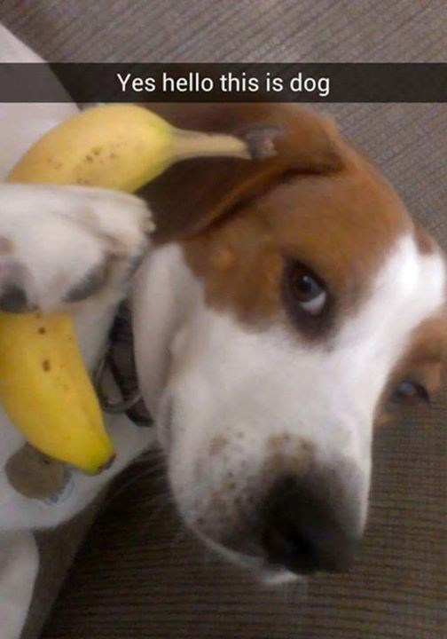 26 silly doggo memes bringing big bark energy to your scroll