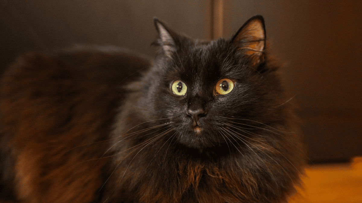 What you're doing on your cat's walk that's actually scaring them