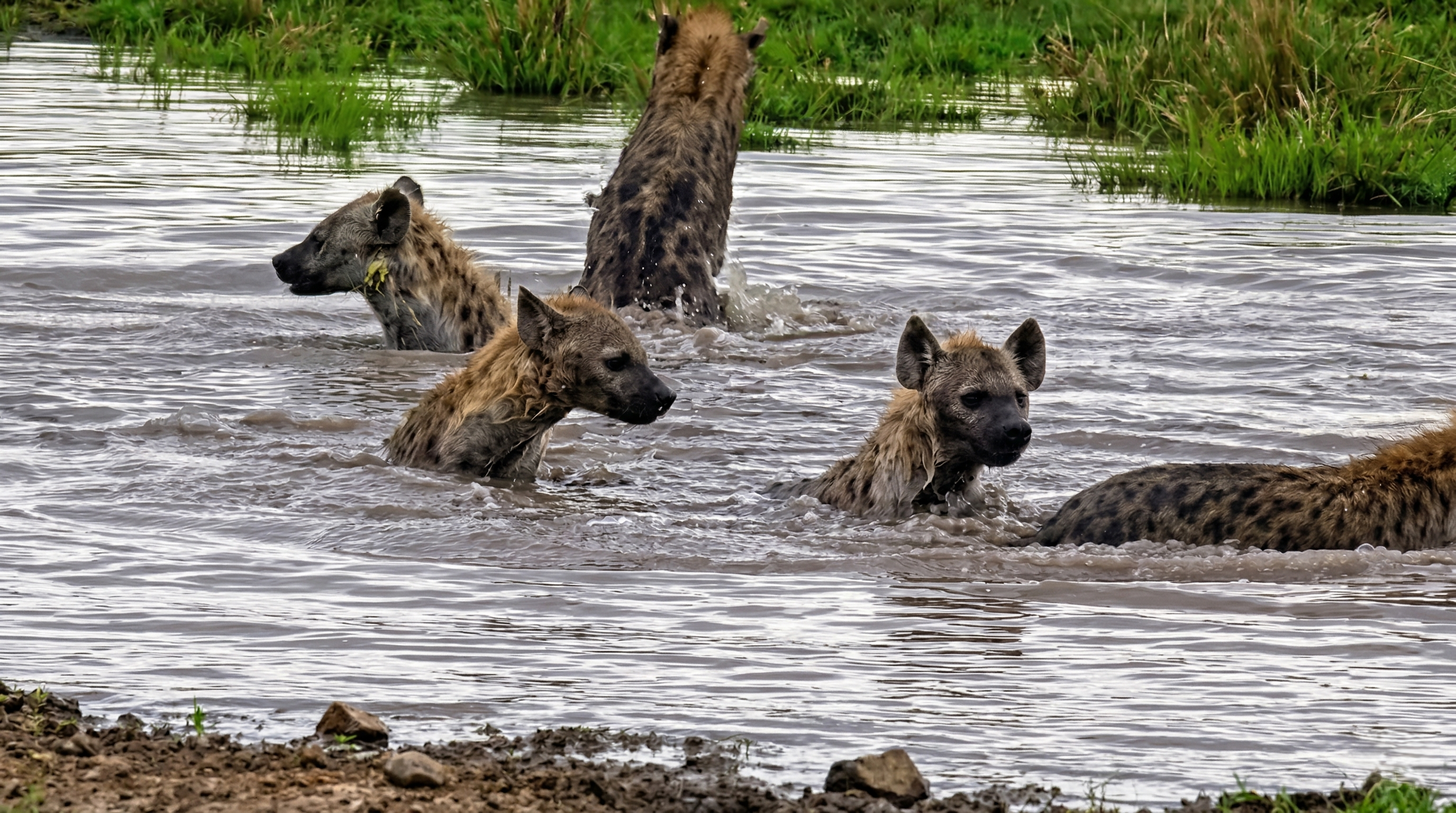 Watch what happens when female hyenas fight to keep power