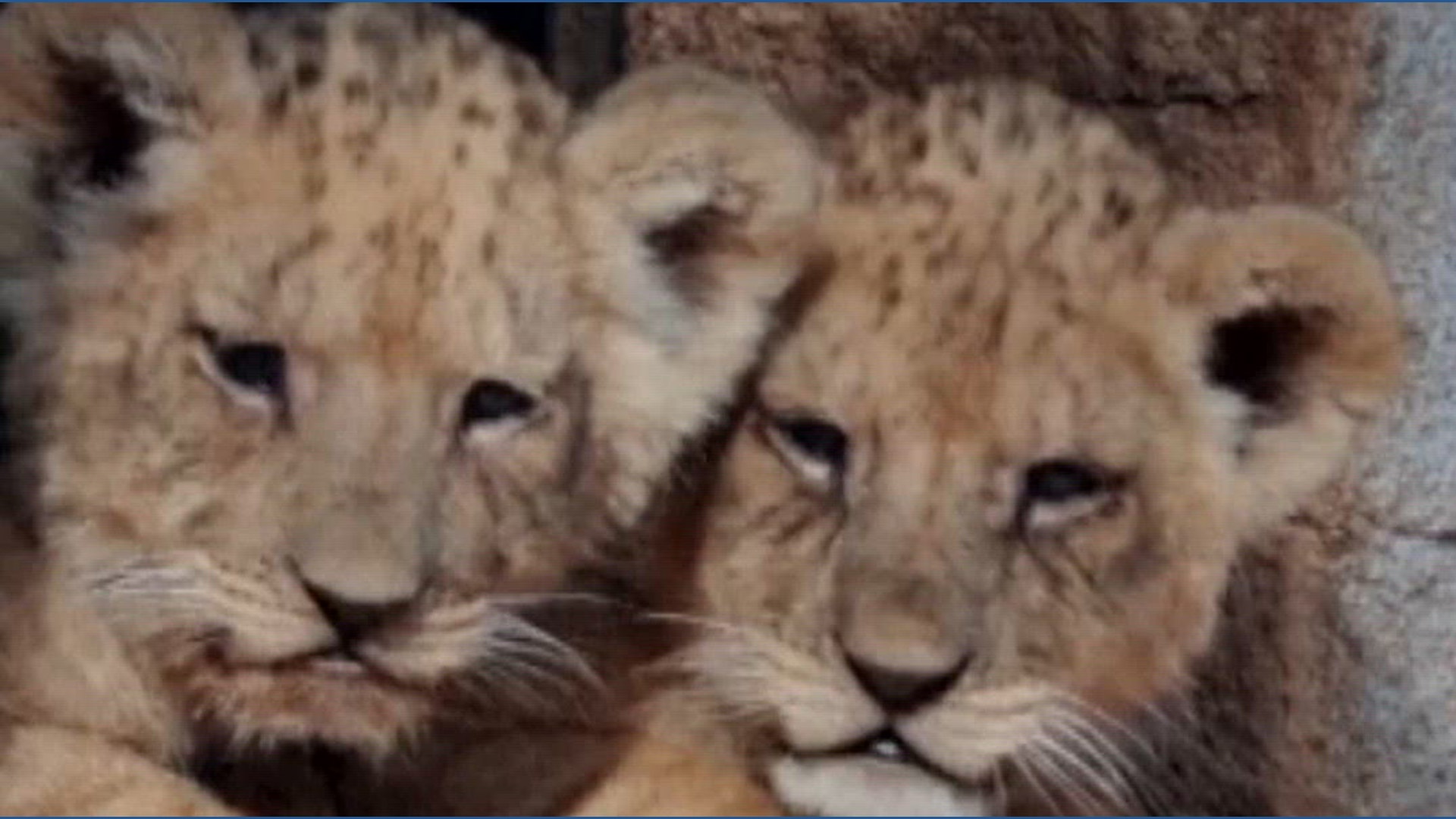 Bulgaria zoo shows off three new lion cubs