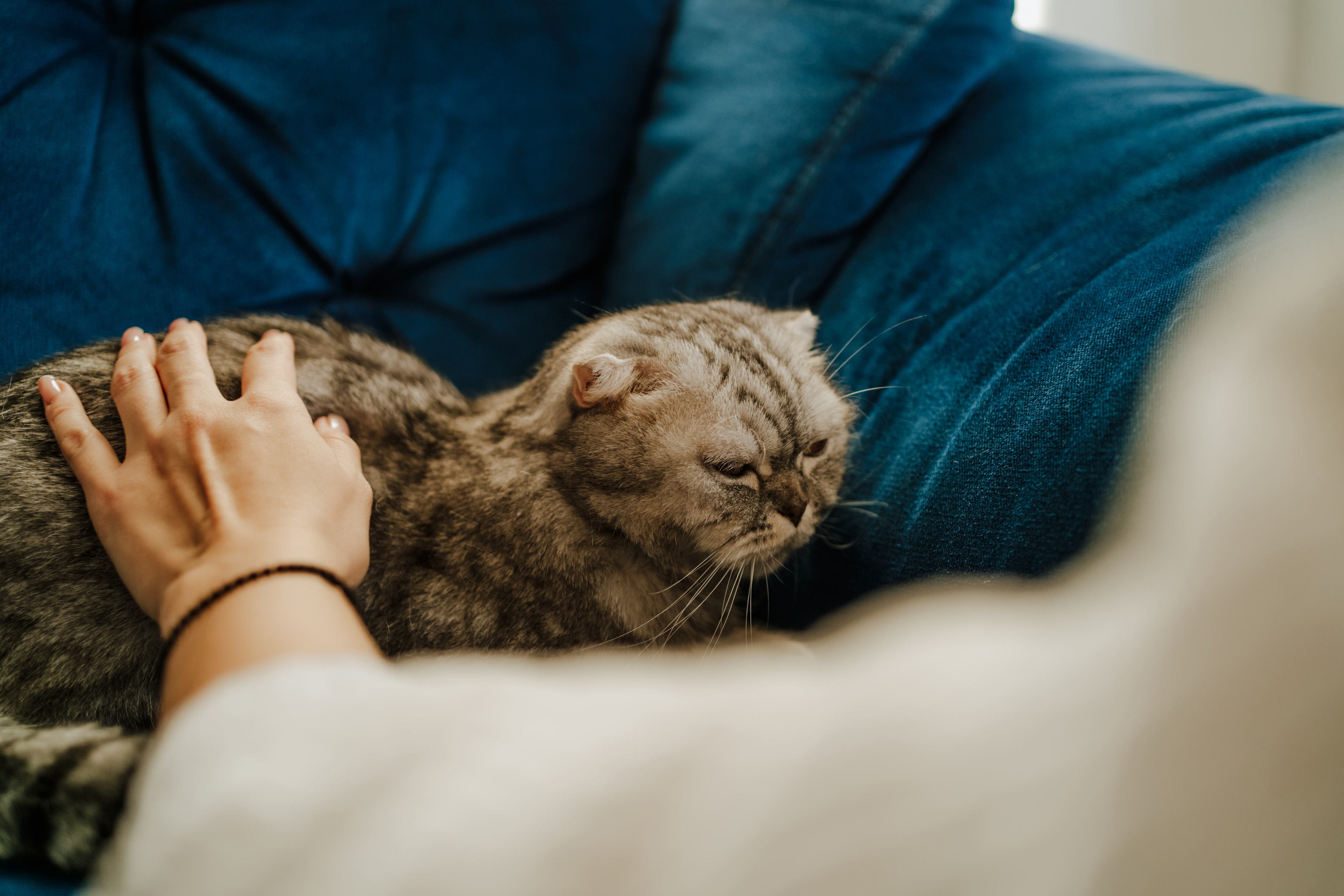 ¿Su gato está estresado? Señales claves para identificar esta conducta ...