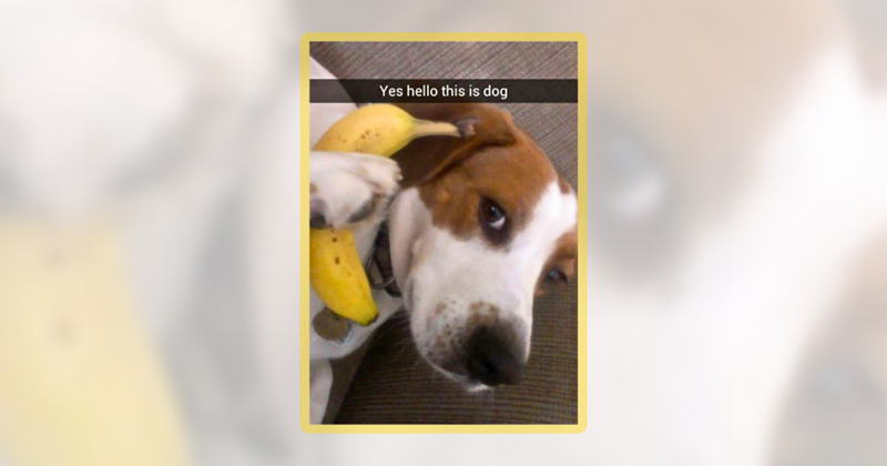 26 silly doggo memes bringing big bark energy to your scroll