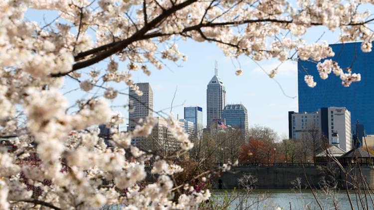 Cherry blossom trees blooming in downtown Indy