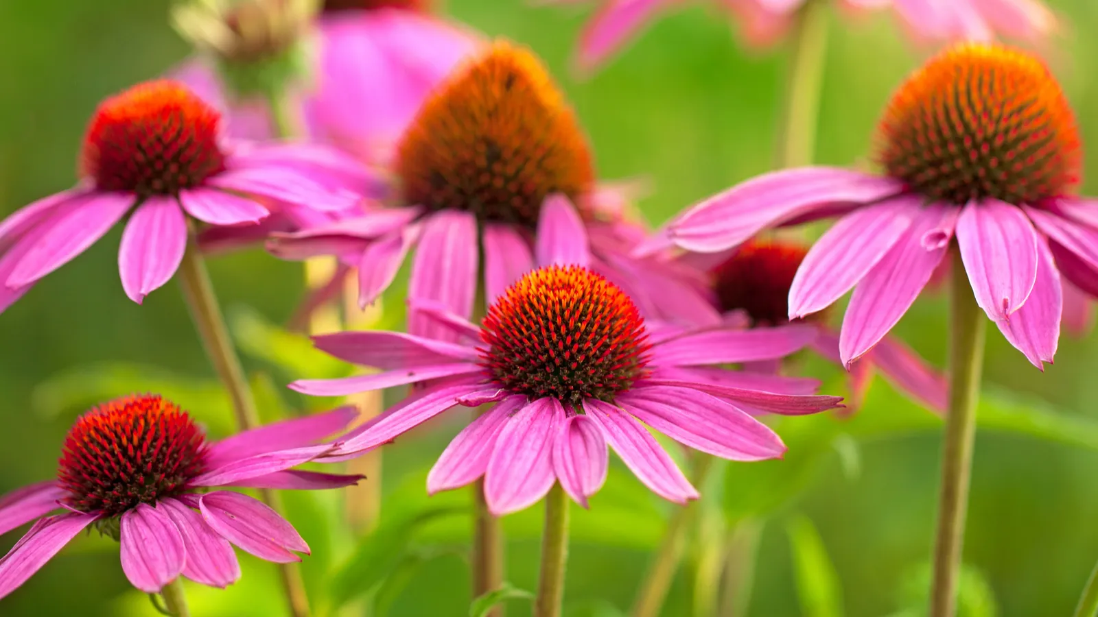12 low maintenance perennial plants that practically grow themselves