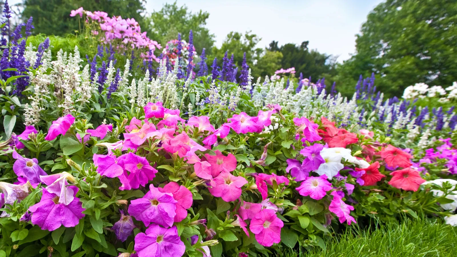 12 low maintenance perennial plants that practically grow themselves