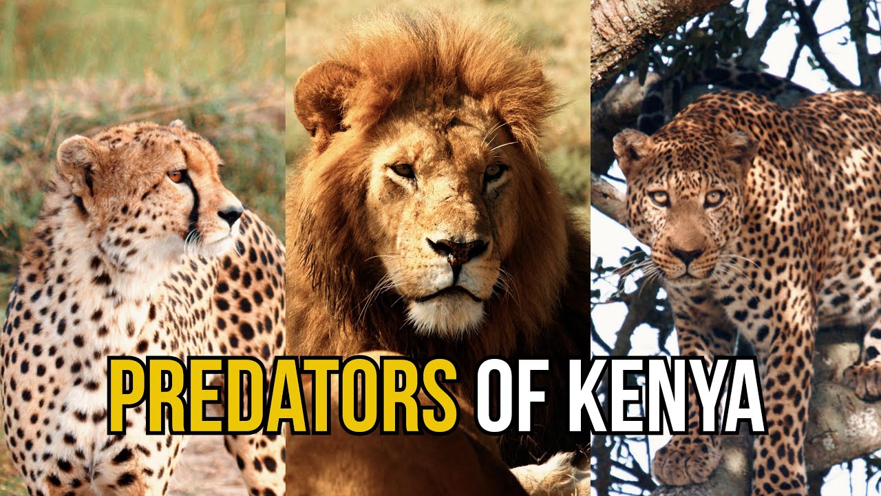 Predators of Kenya