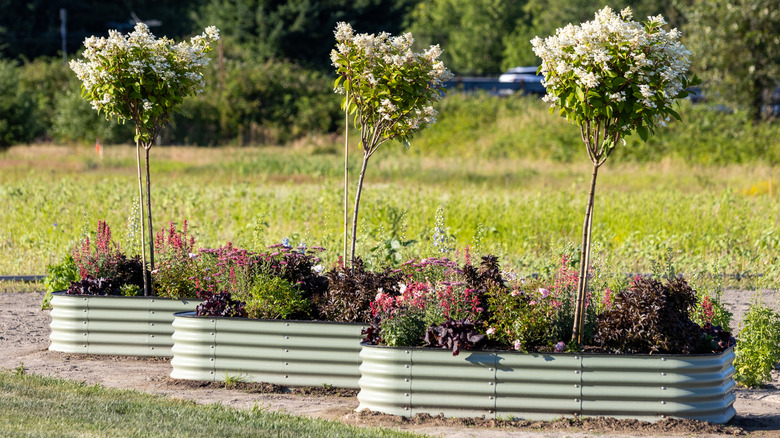 Will metal raised garden beds overheat your plants? What to know