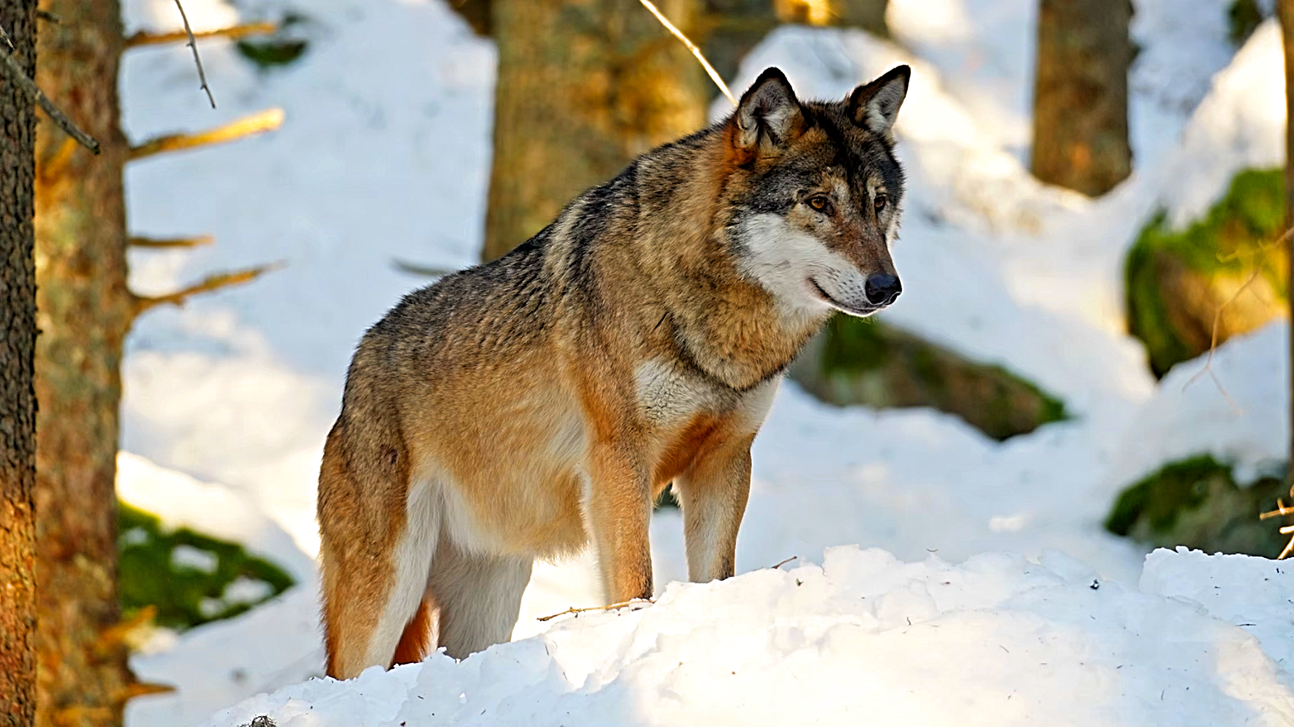 Watch how a wolf guards its territory