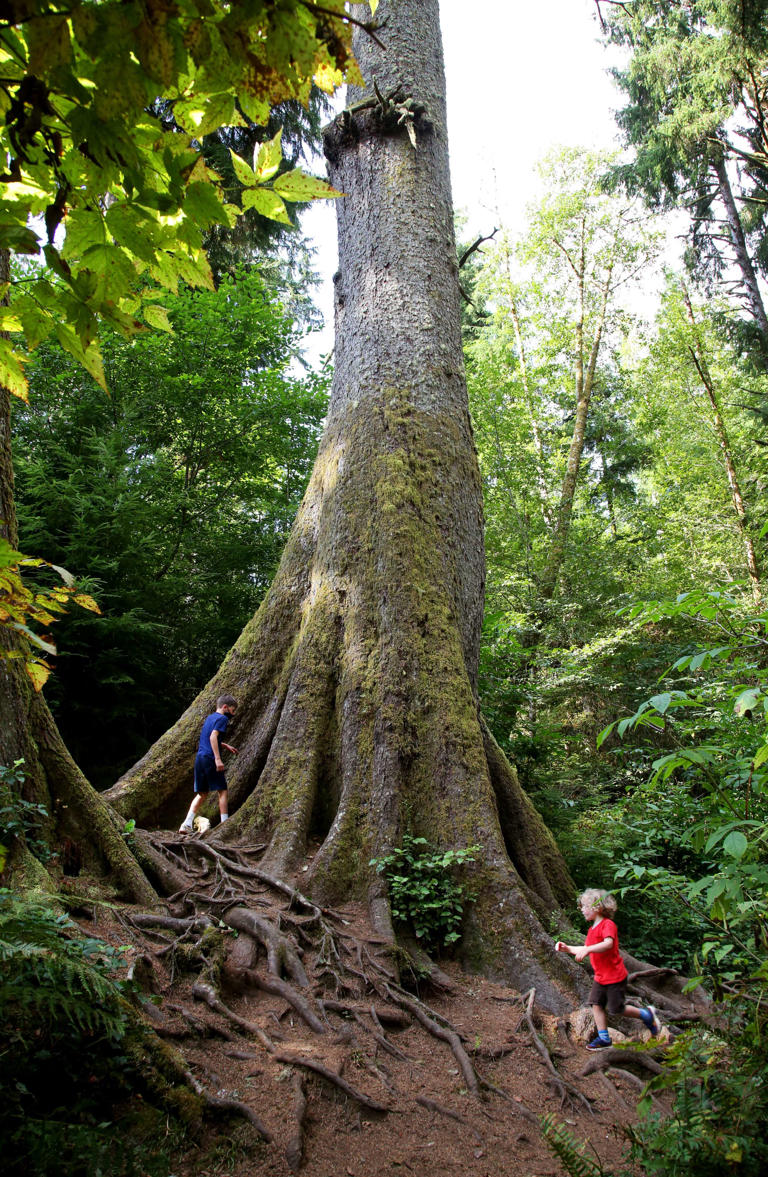 Trail hidden behind the Astoria Column leads to a 300-year-old tree ...
