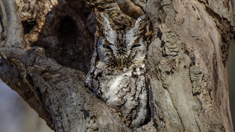 The obvious reason owls might not be coming to your yard