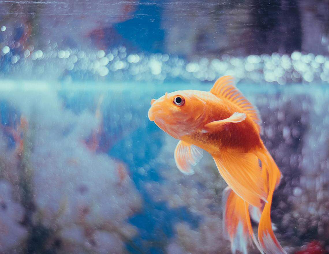 Blub the goldfish drives tiny car, sets Guinness World Record using ...