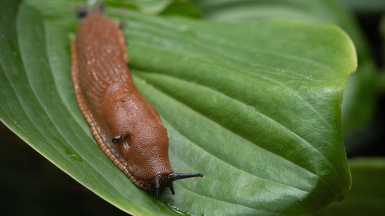 Skip planting hostas unless you're ready for these downsides