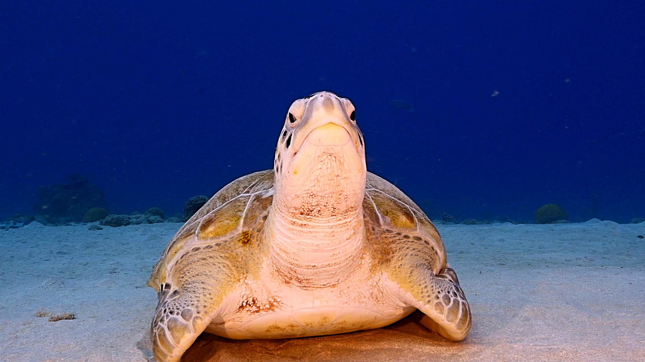 Watch what happens when you try to film a turtle too close
