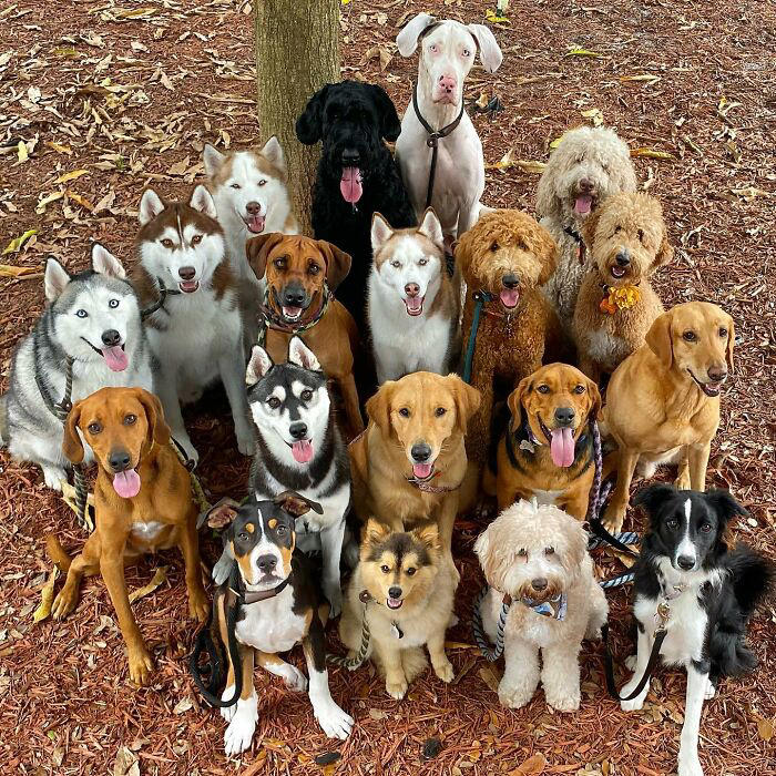 31 dogs posing for their new daycare group photos