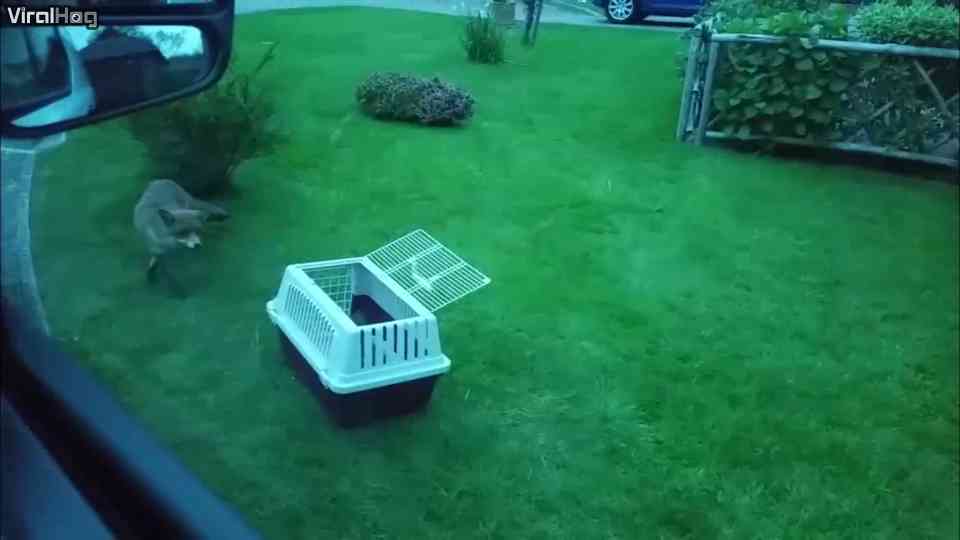 Fox cub rescued safely from a drain