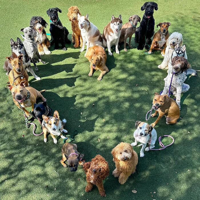 31 dogs posing for their new daycare group photos