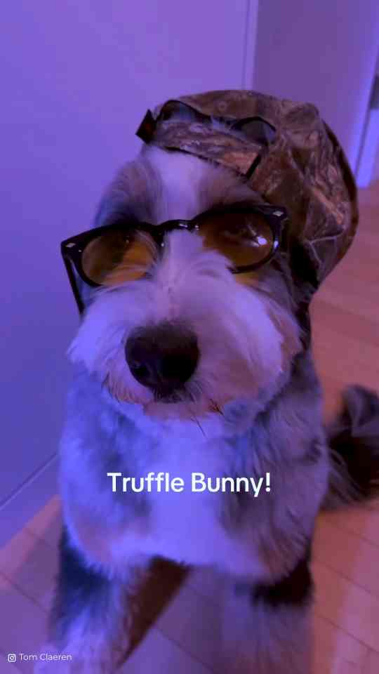 The truffle transformation 🐶