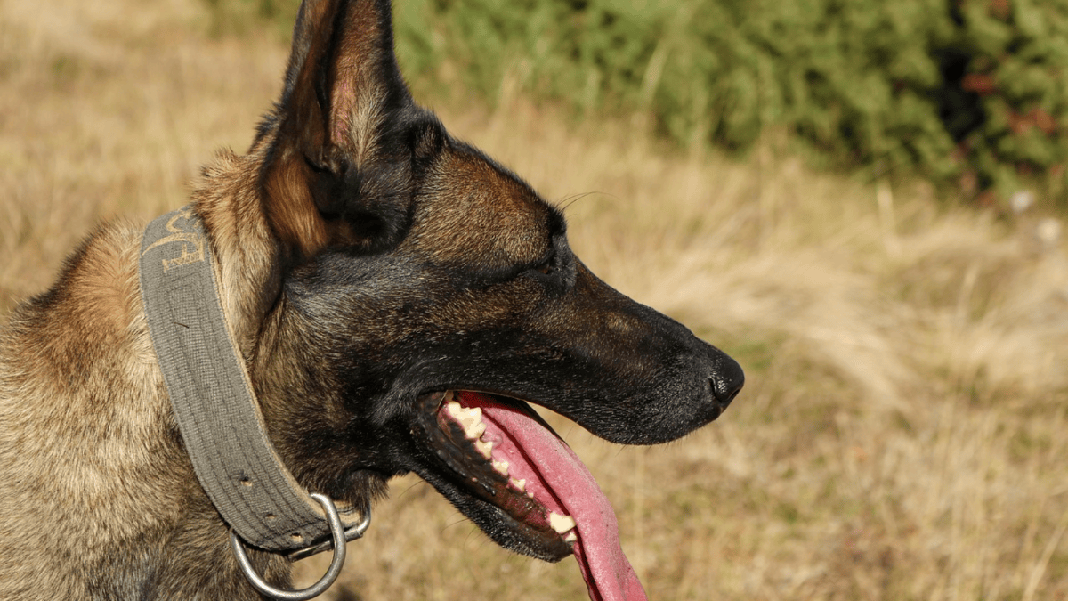 Adopting a senior pet: Why older dogs and cats make the best companions