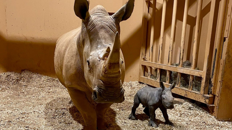 Zoo Atlanta earns prestigious AZA reaccreditation, reinforcing global ...