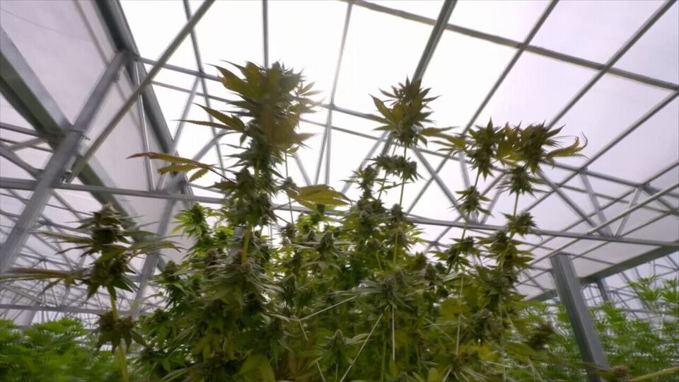 Marijuana leaf, vapes available to medical cannabis patients under new bill