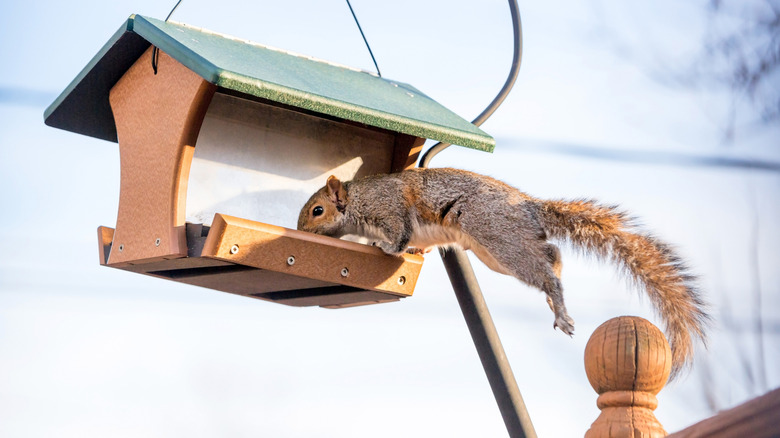 The best DIY to squirrel-proof your bird feeder