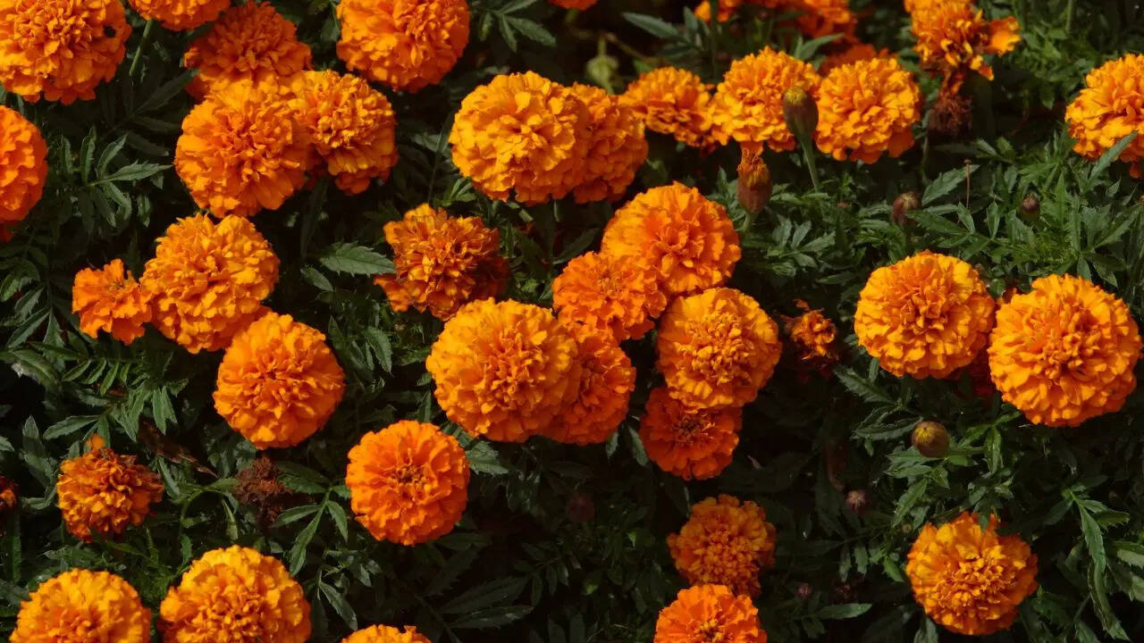 How to grow sacred marigold flowers in your home garden