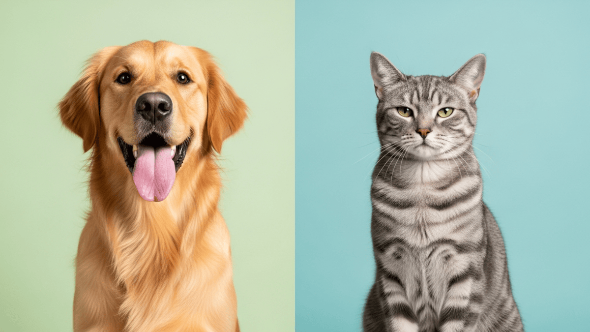 6 things dogs love that cats find completely ridiculous