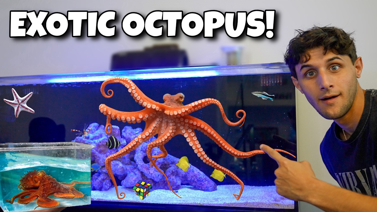 I just adopted a giant octopus!🐙