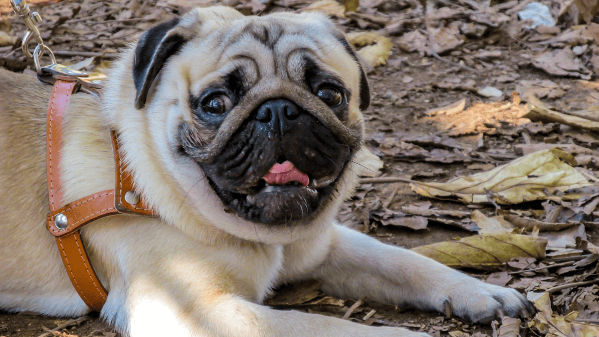 Love chunky dogs? These are the cutest chubby breeds