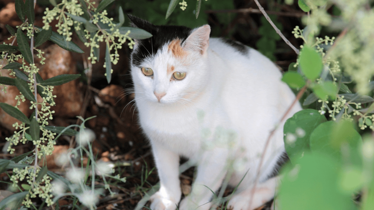 What you're doing on your cat's walk that's actually scaring them