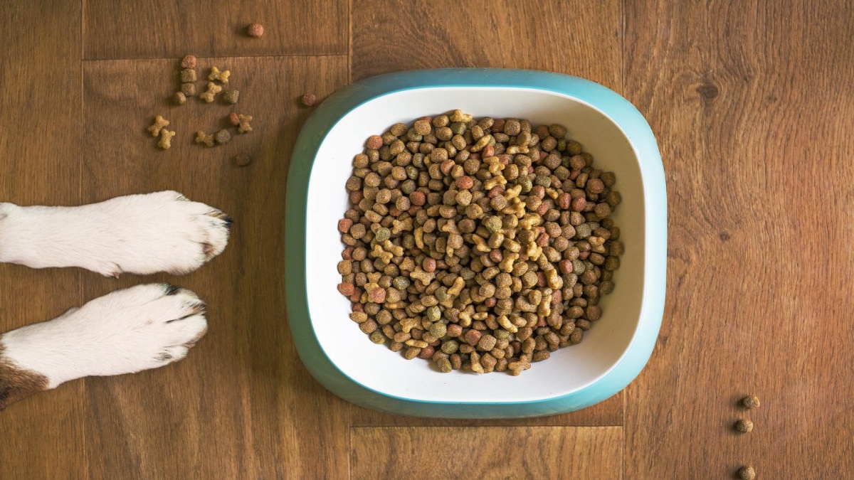 The most common mistake when choosing dog food: Veterinarians explain ...