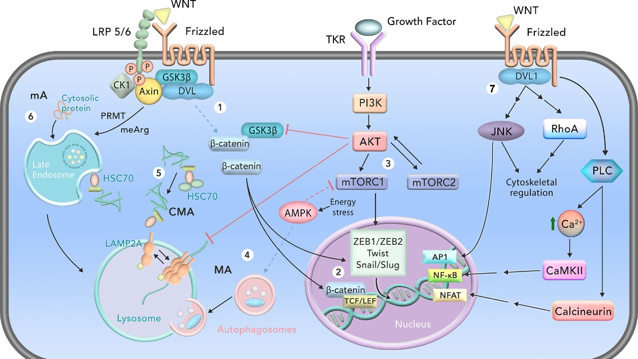 Study sheds new light on TOR, a key growth pathway in cells