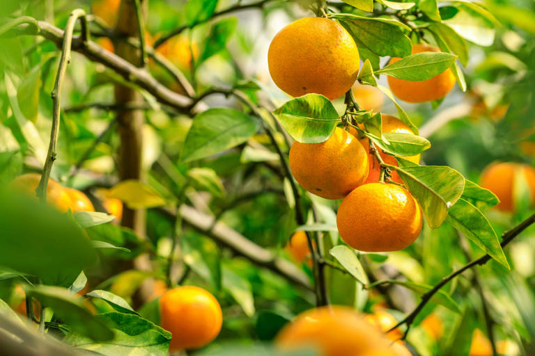 How and when to fertilize your citrus trees to boost your harvest