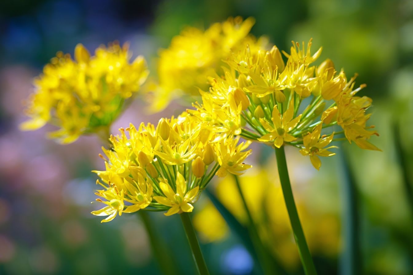 Cette variété d’oignon facile à cultiver séduit les pollinisateurs avec ...