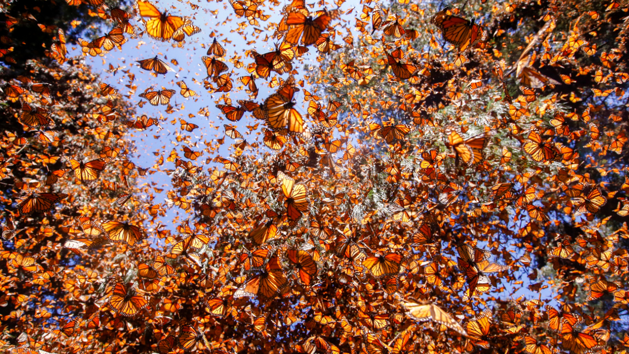 After years of decline, monarch butterflies are finally having a ...