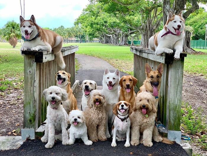 31 dogs posing for their new daycare group photos
