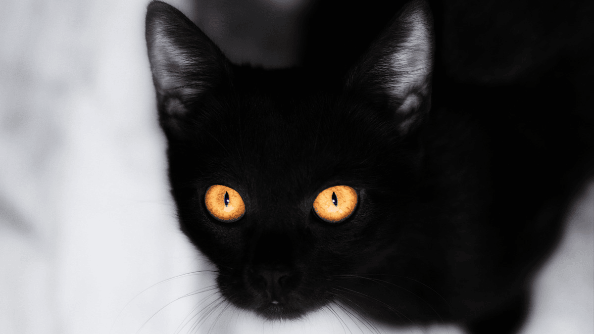 Signs your cat may be reaching the end of life: How to provide comfort ...