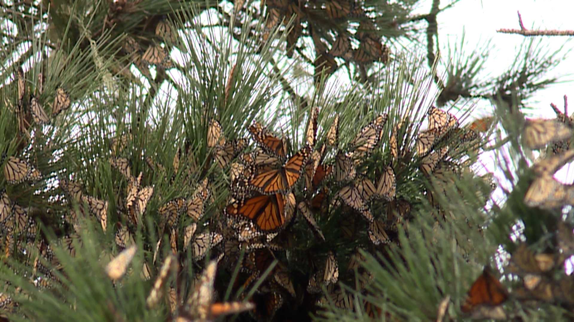 Monarch butterfly population sees increase, but numbers are still ...