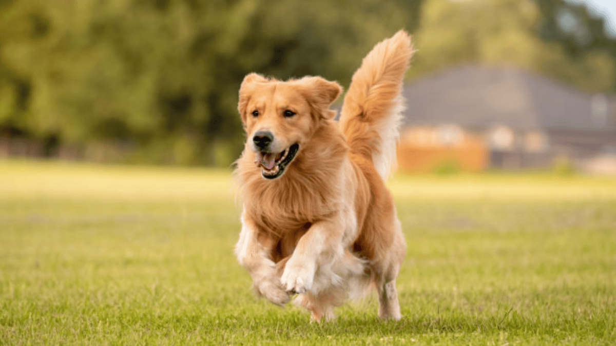 The "zoomies" explained: Why dogs suddenly run like crazy