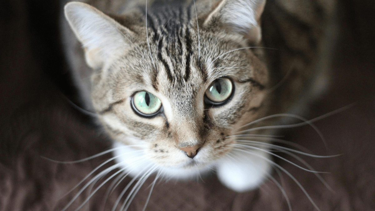 7 signs your cat trusts you completely